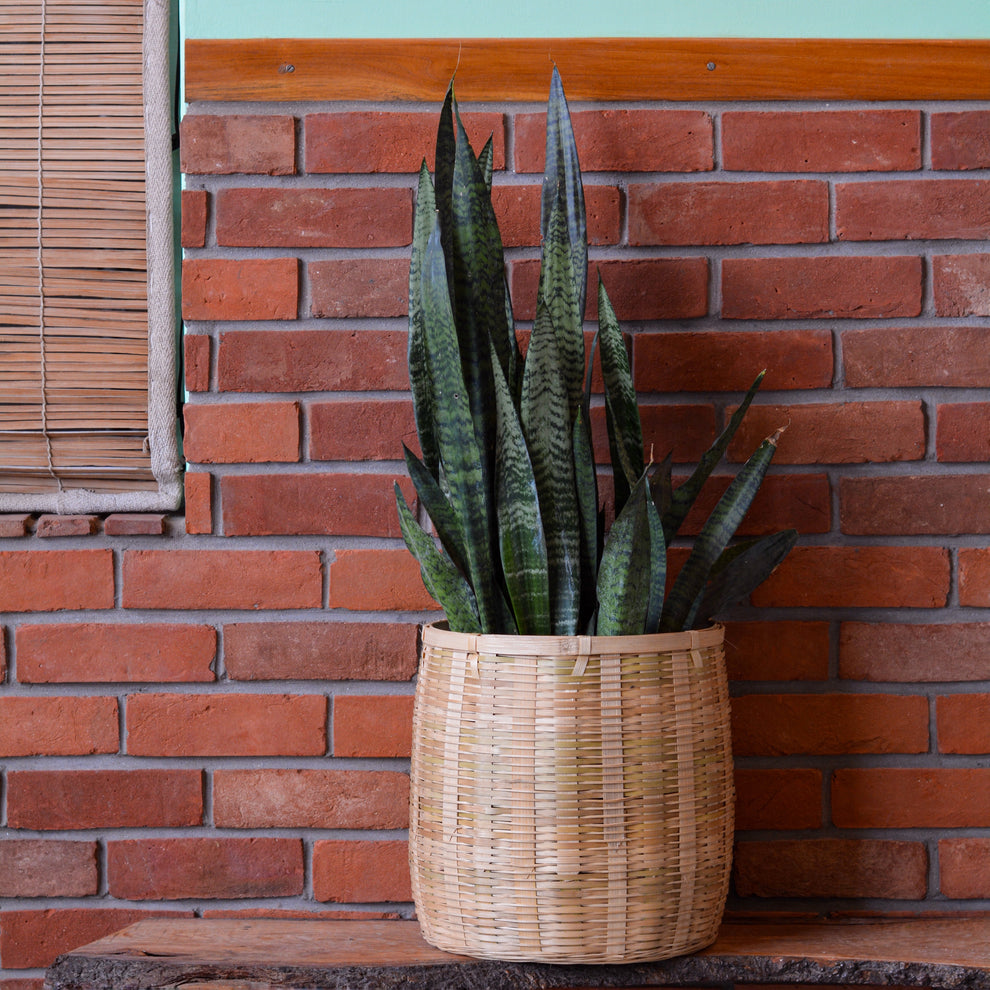 Large Indoor Bamboo Planter Basket – CreateYourTaste